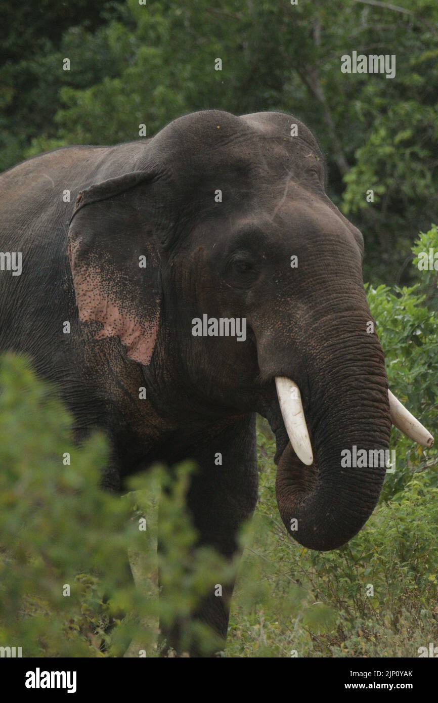 Elephants and Tuskers in Kalawewa National Park, Sri Lanka Stock Photo ...