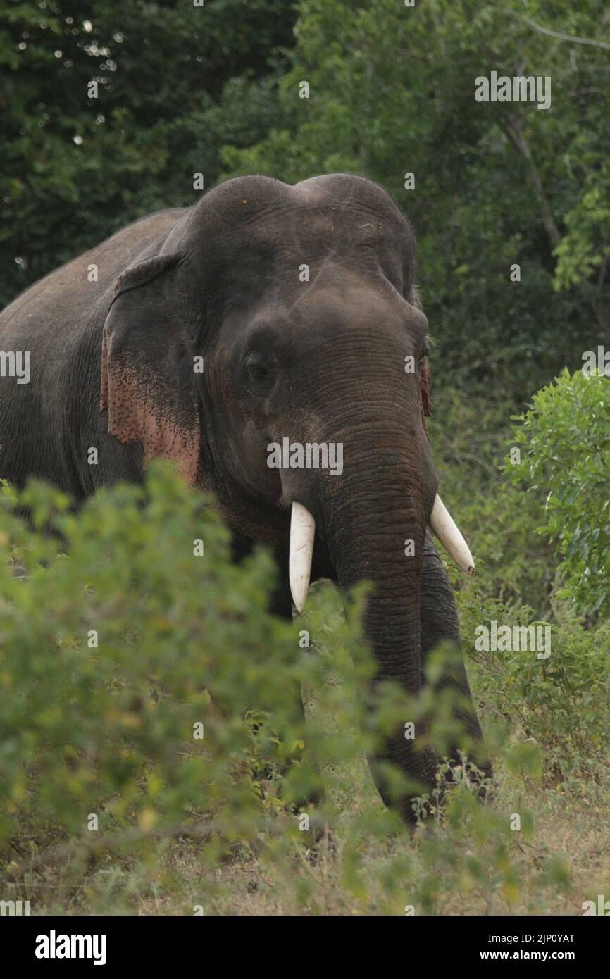 Elephants and Tuskers in Kalawewa National Park, Sri Lanka Stock Photo ...