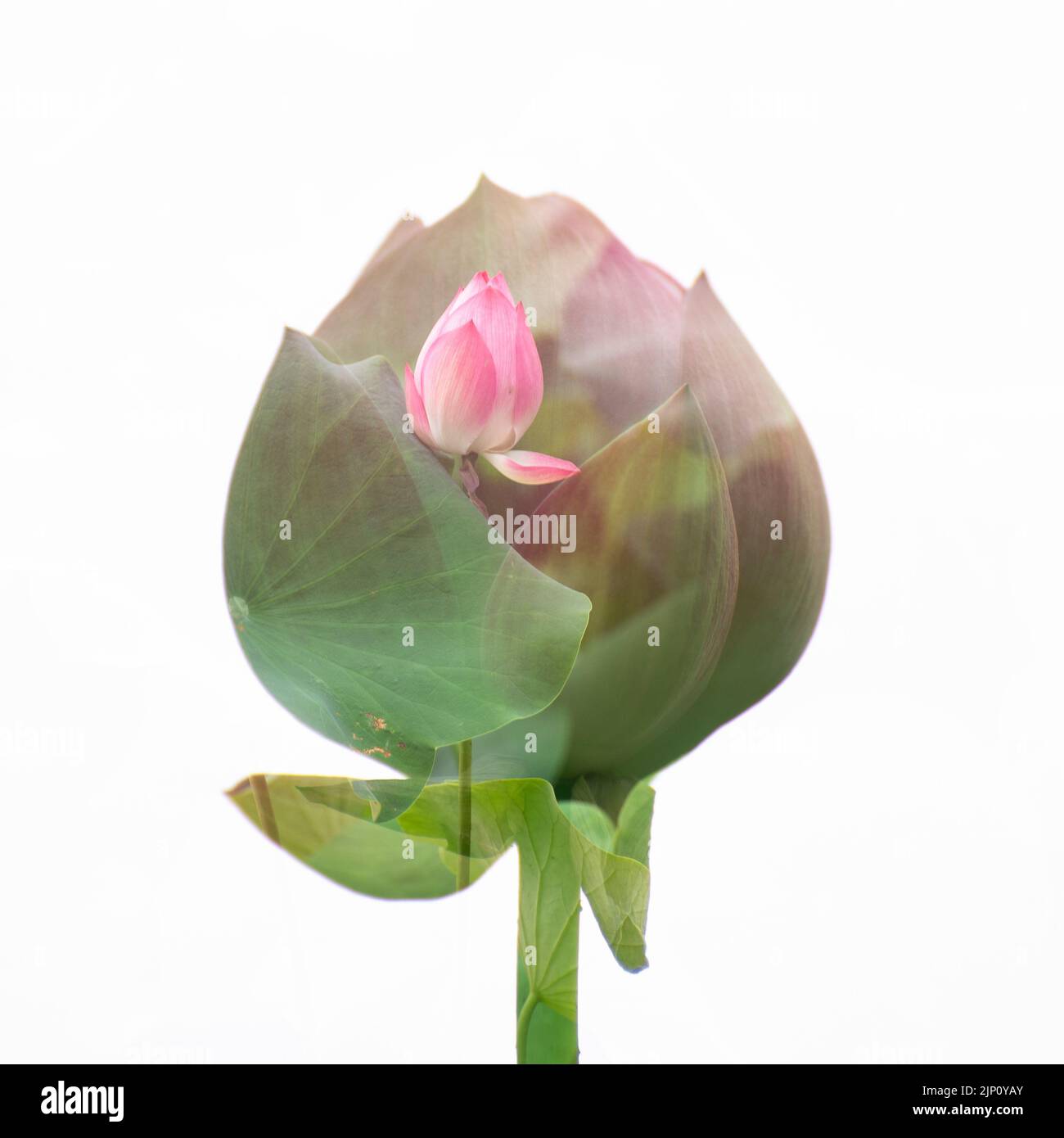 Lotus and Leaf Stock Photo - Alamy