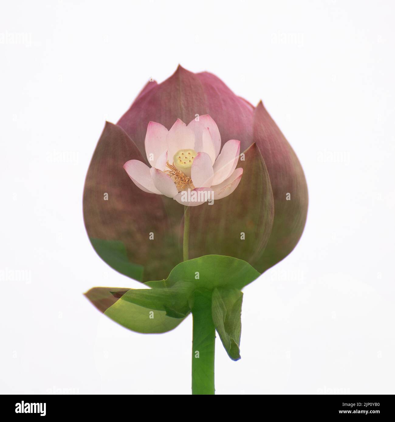 Lotus and Leaf Stock Photo - Alamy
