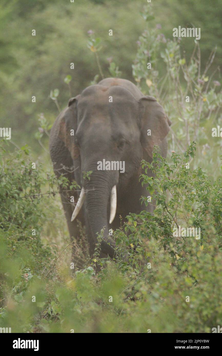 Tusker lovers hi-res stock photography and images - Alamy