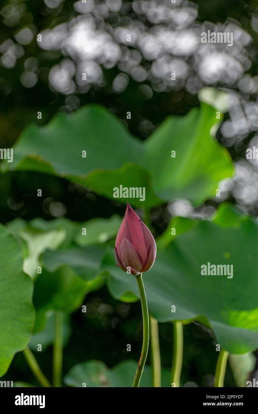 Lotus and Leaf Stock Photo - Alamy