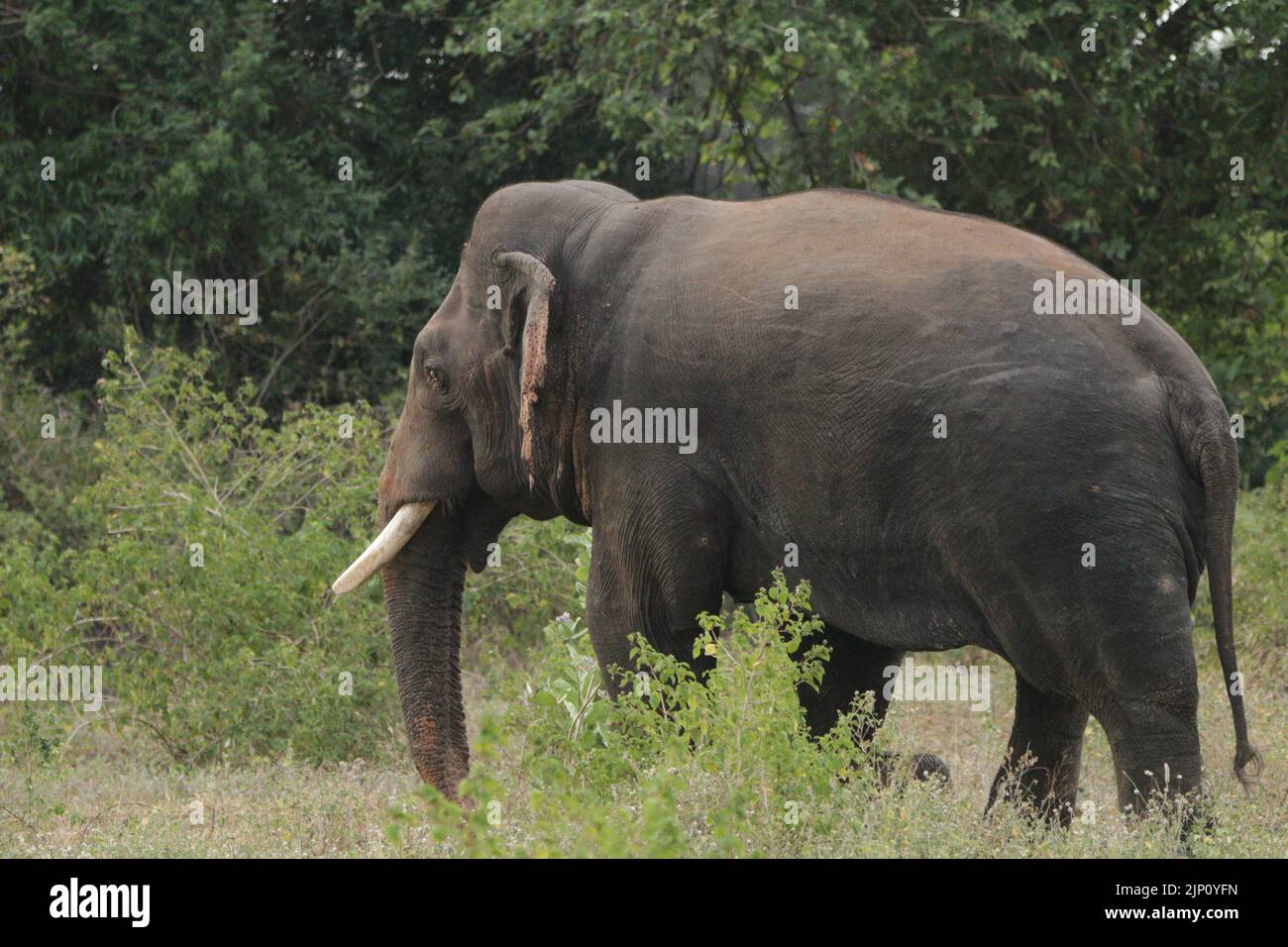 Elephants and Tuskers in Kalawewa National Park, Sri Lanka Stock Photo ...