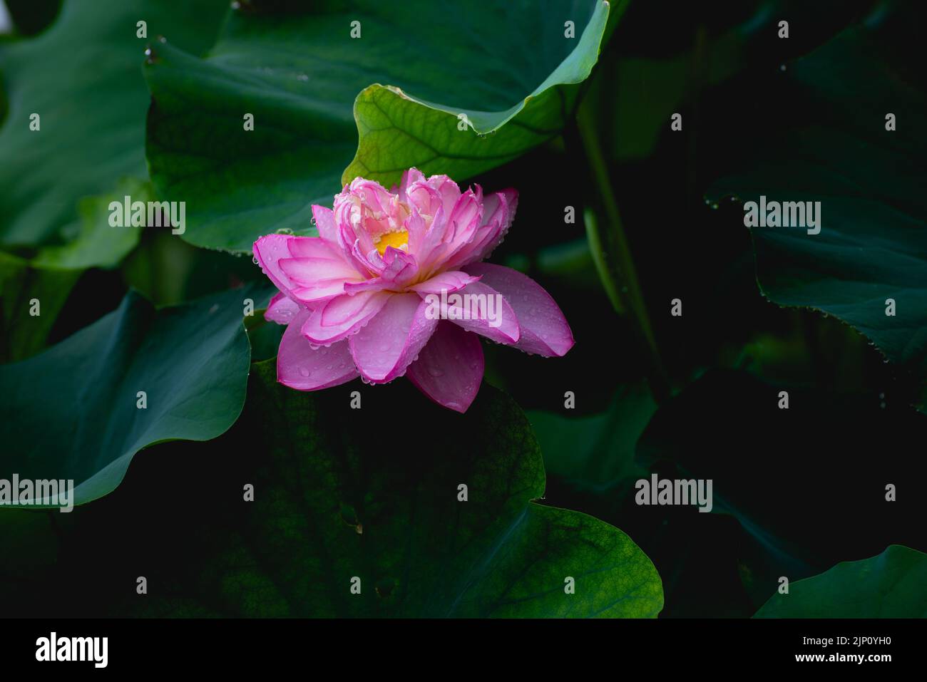 Lotus and Leaf Stock Photo - Alamy