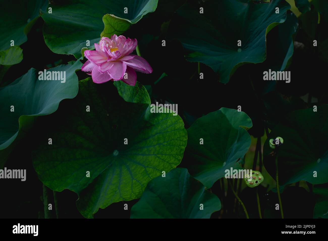 Lotus and Leaf Stock Photo - Alamy