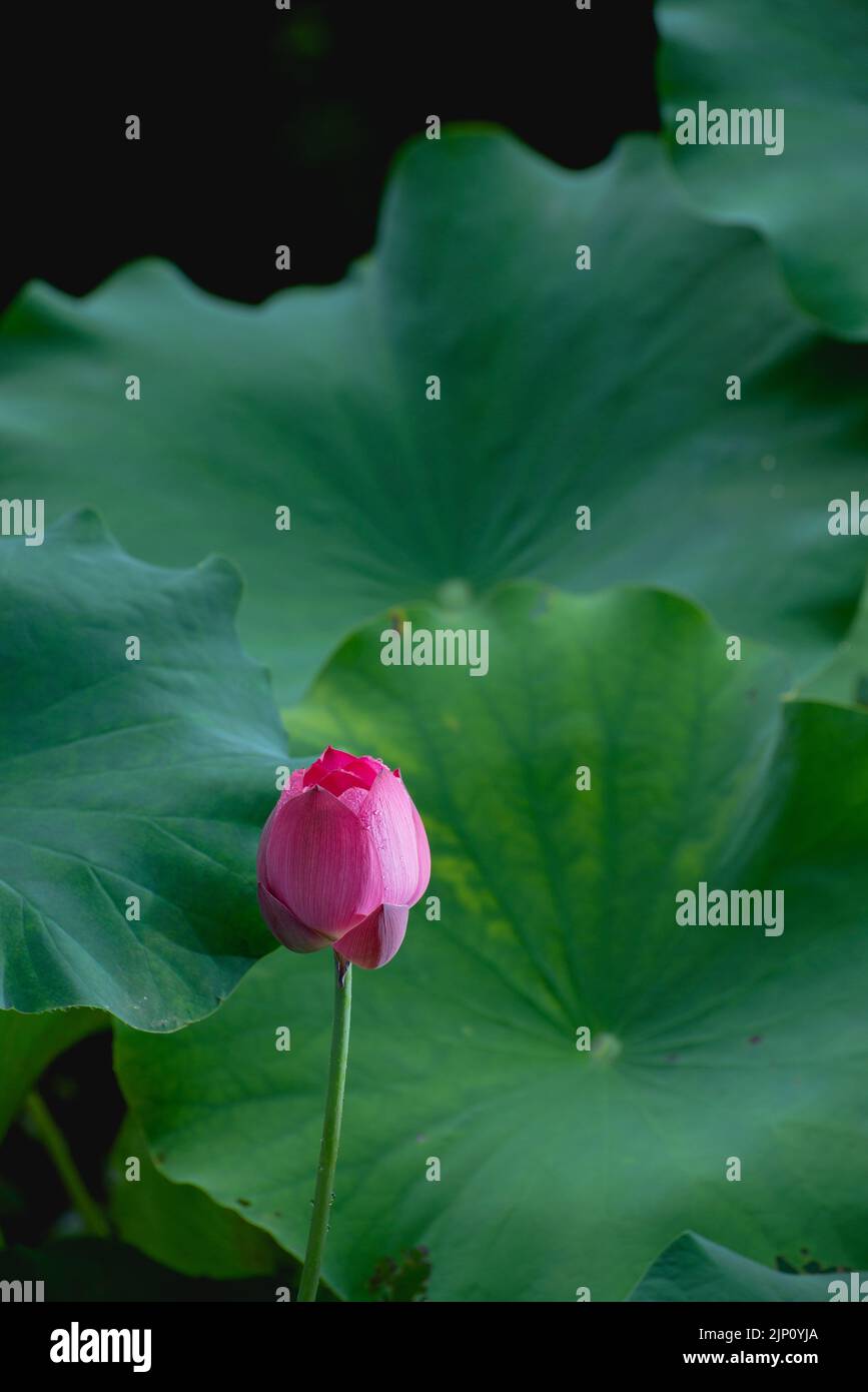 Lotus and Leaf Stock Photo - Alamy