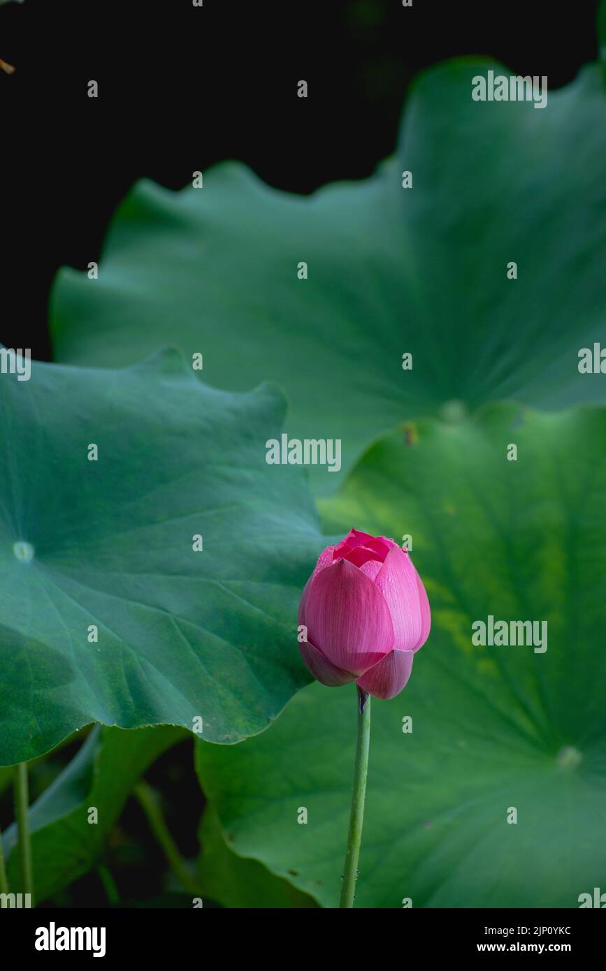Lotus and Leaf Stock Photo - Alamy