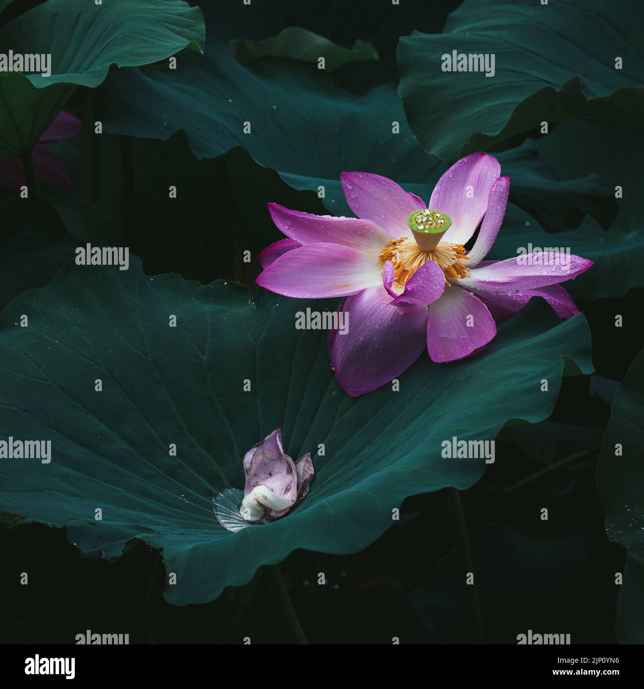 Lotus and Leaf Stock Photo - Alamy