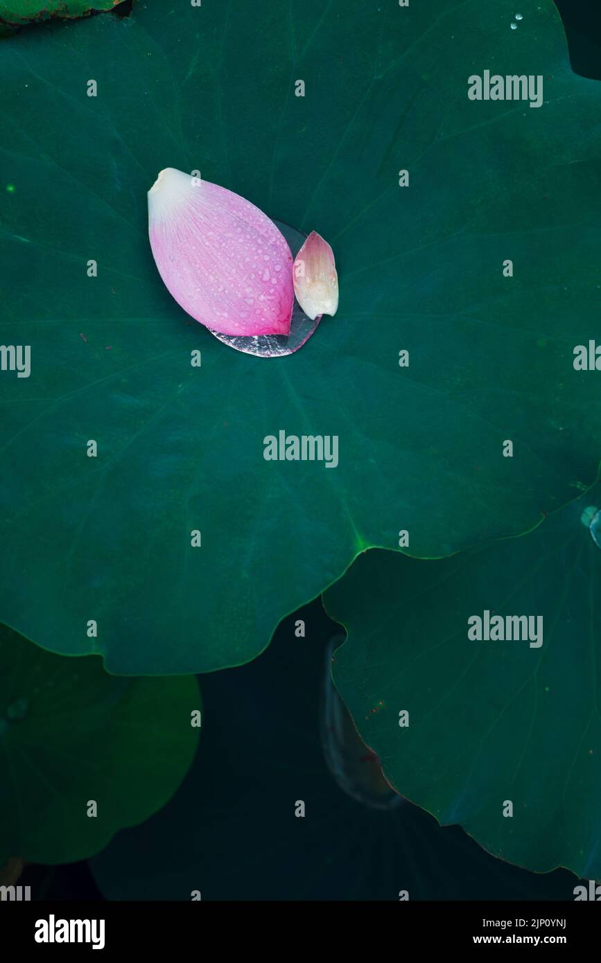 Lotus and Leaf Stock Photo - Alamy