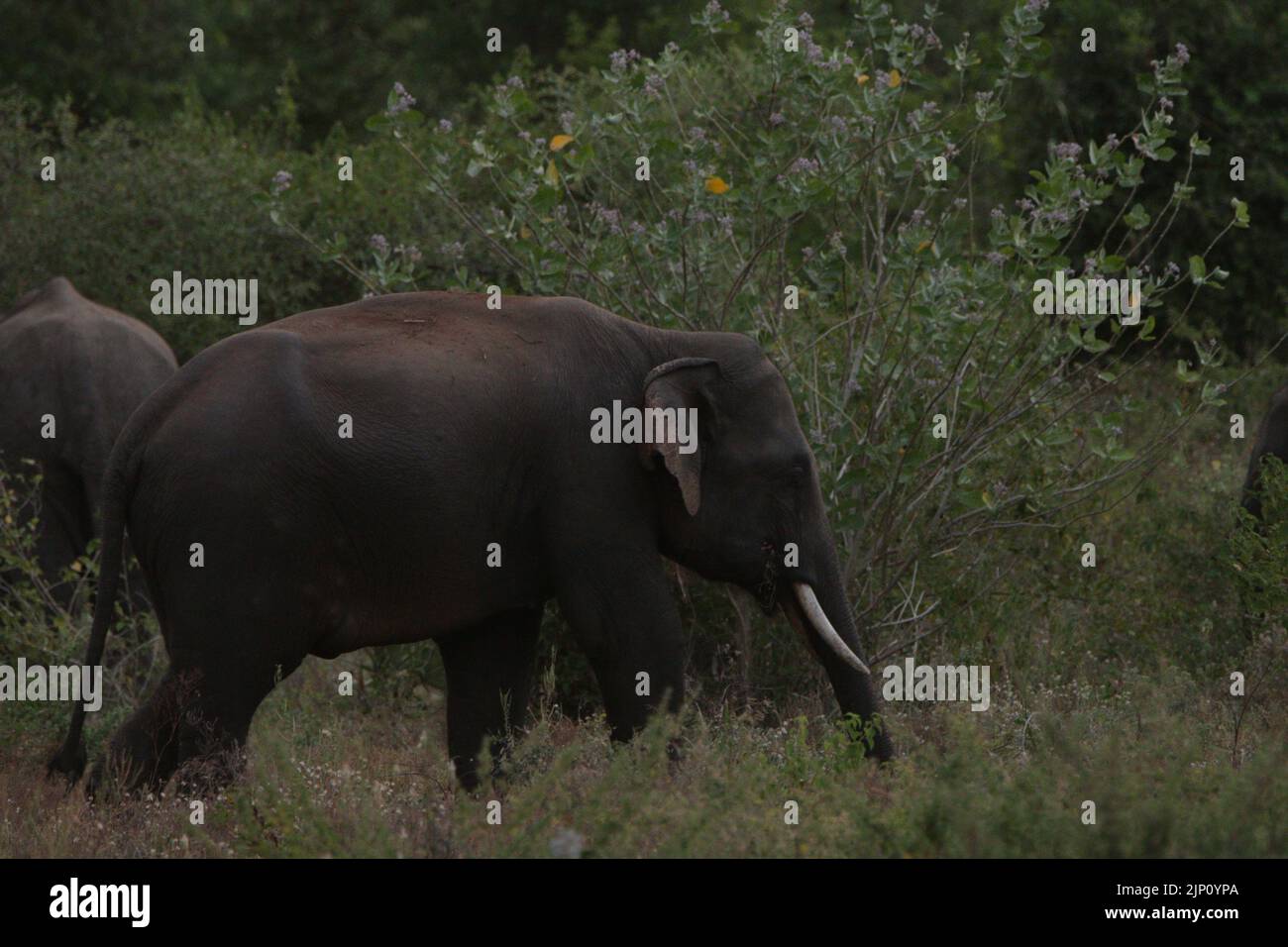 Elephants and Tuskers in Kalawewa National Park, Sri Lanka Stock Photo ...