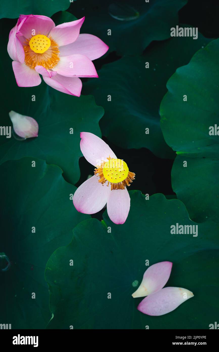 Lotus and Leaf Stock Photo - Alamy