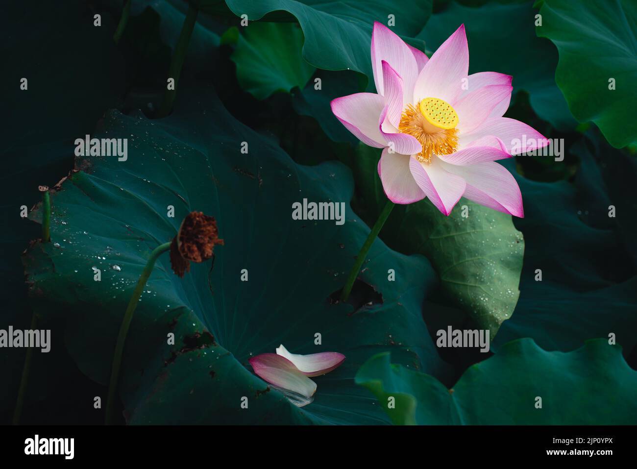 Lotus and Leaf Stock Photo - Alamy