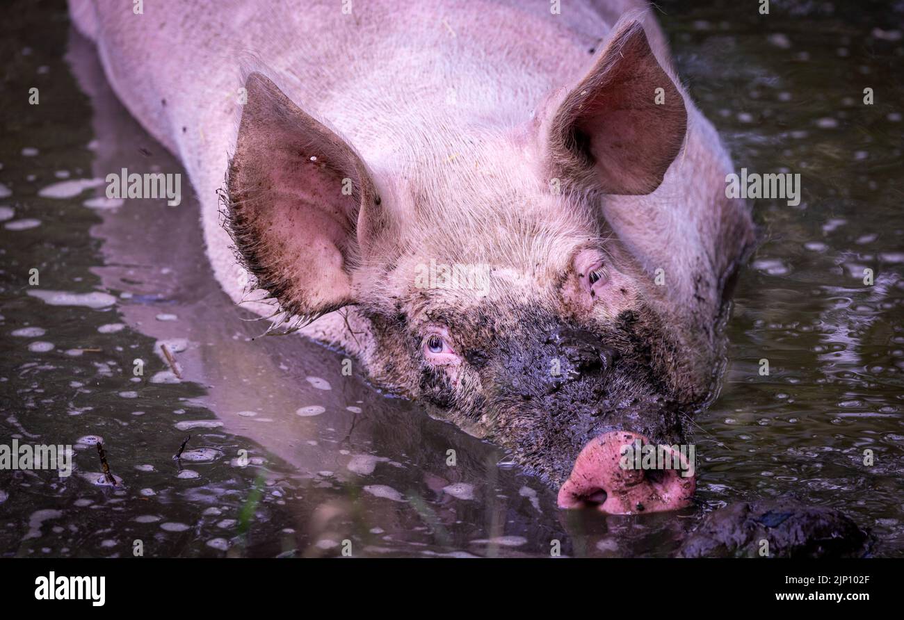 Vellahn, Germany. 08th Aug, 2022. Pia", a pig rescued from a breeding ...
