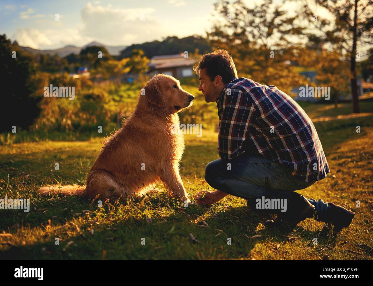 Handsome dogs hi-res stock photography and images - Alamy