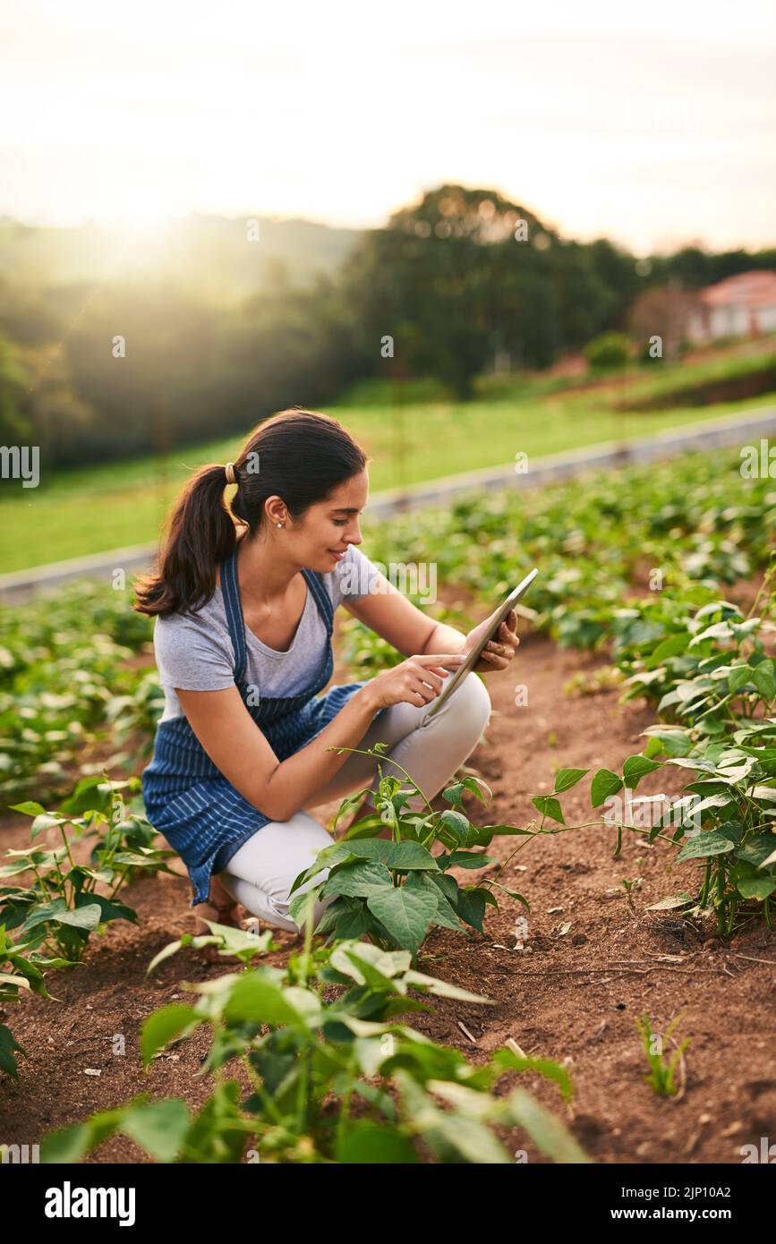 Grown with her own two hands. an attractive young woman using a tablet ...