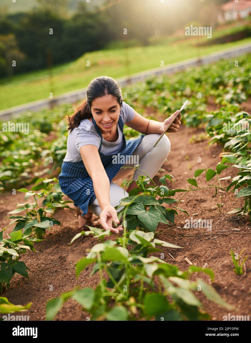 Tracking their growth. an attractive young woman using a tablet while ...