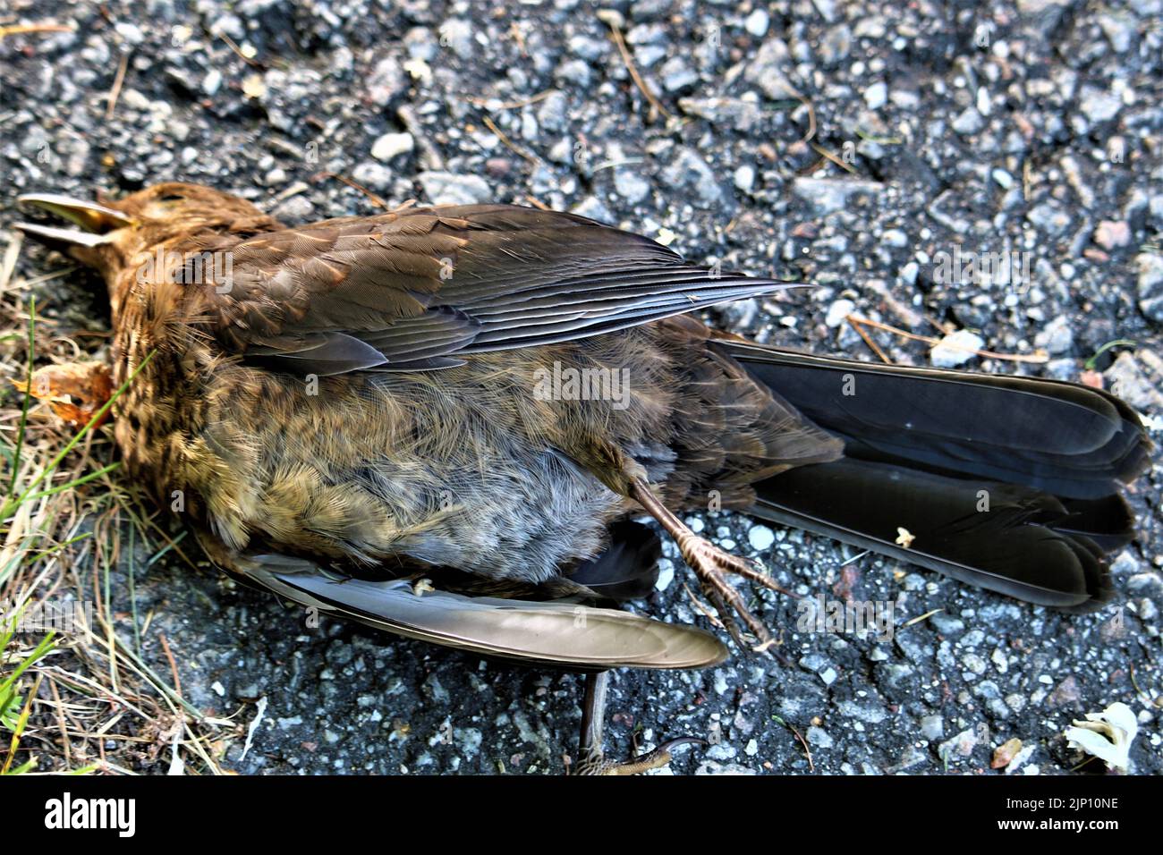 The beautiful nature of Latvia Stock Photo - Alamy