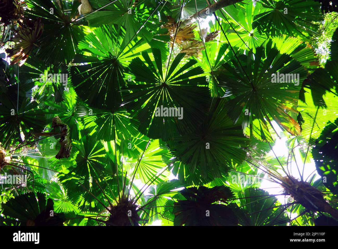 Sunlight through fan palm forest canopy, Cape Tribulation, Daintree ...