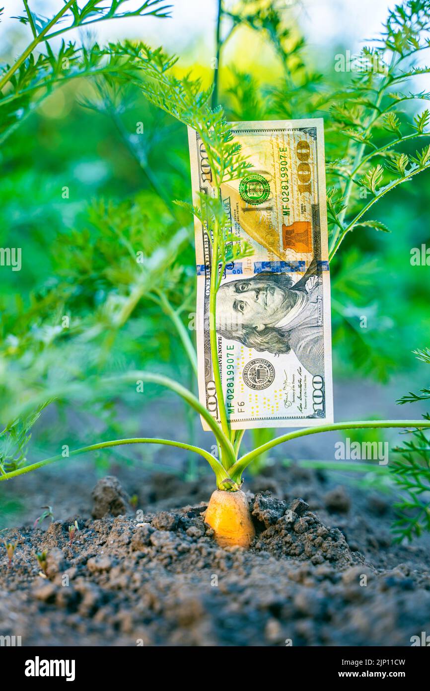 One hundred dollar bill on a bed with growing carrots close-up ...
