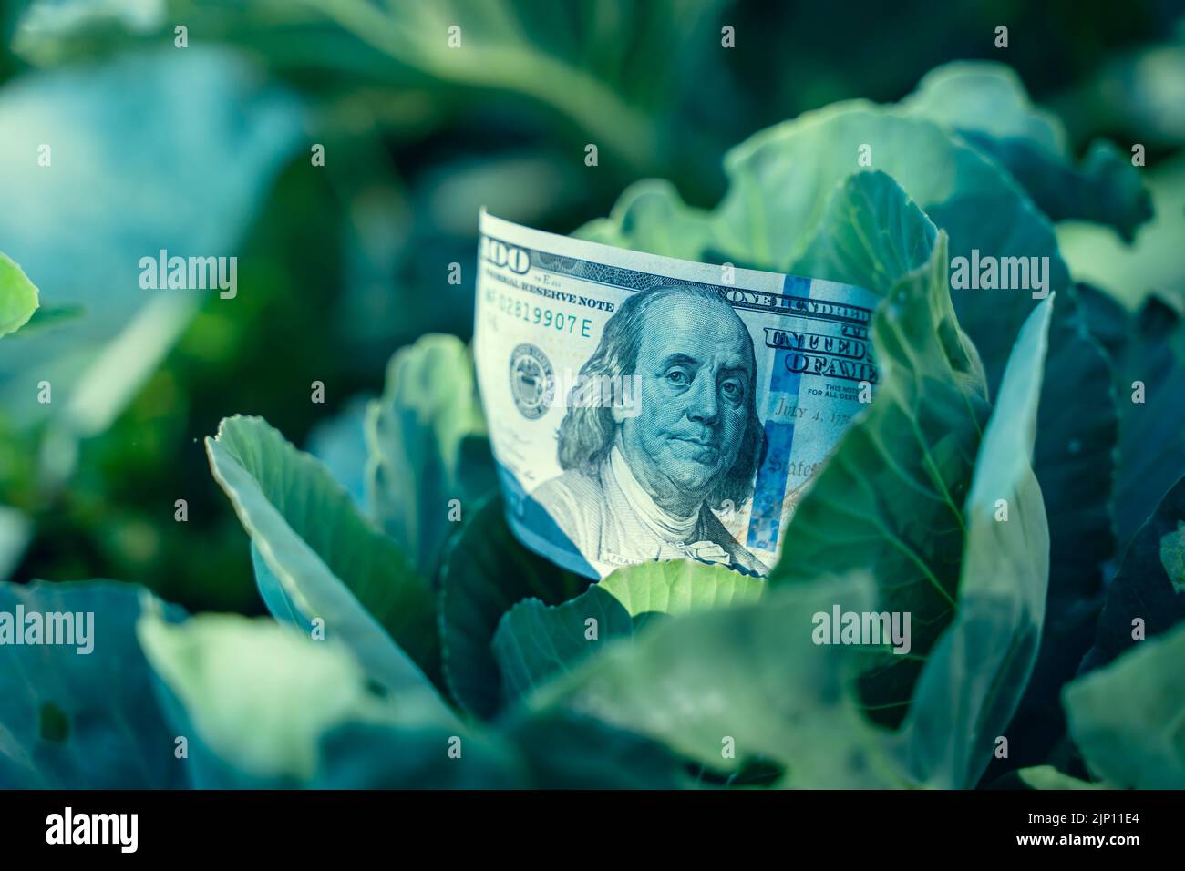 Plantation with growing white cabbage close-up with a hundred dollar ...