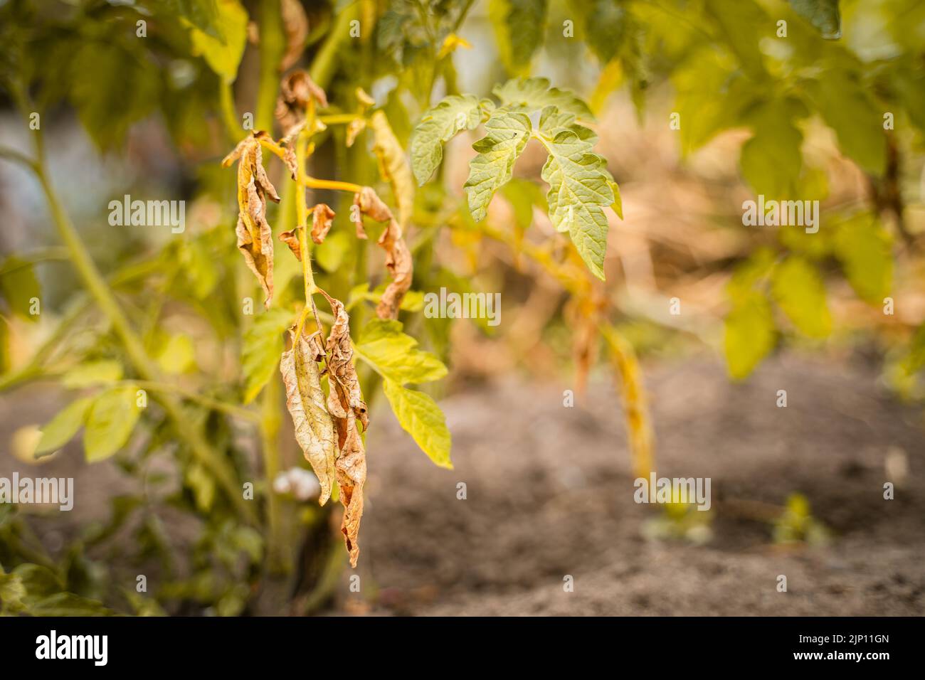 The leaves of a growing tomato are infected with phytophthora close-up ...