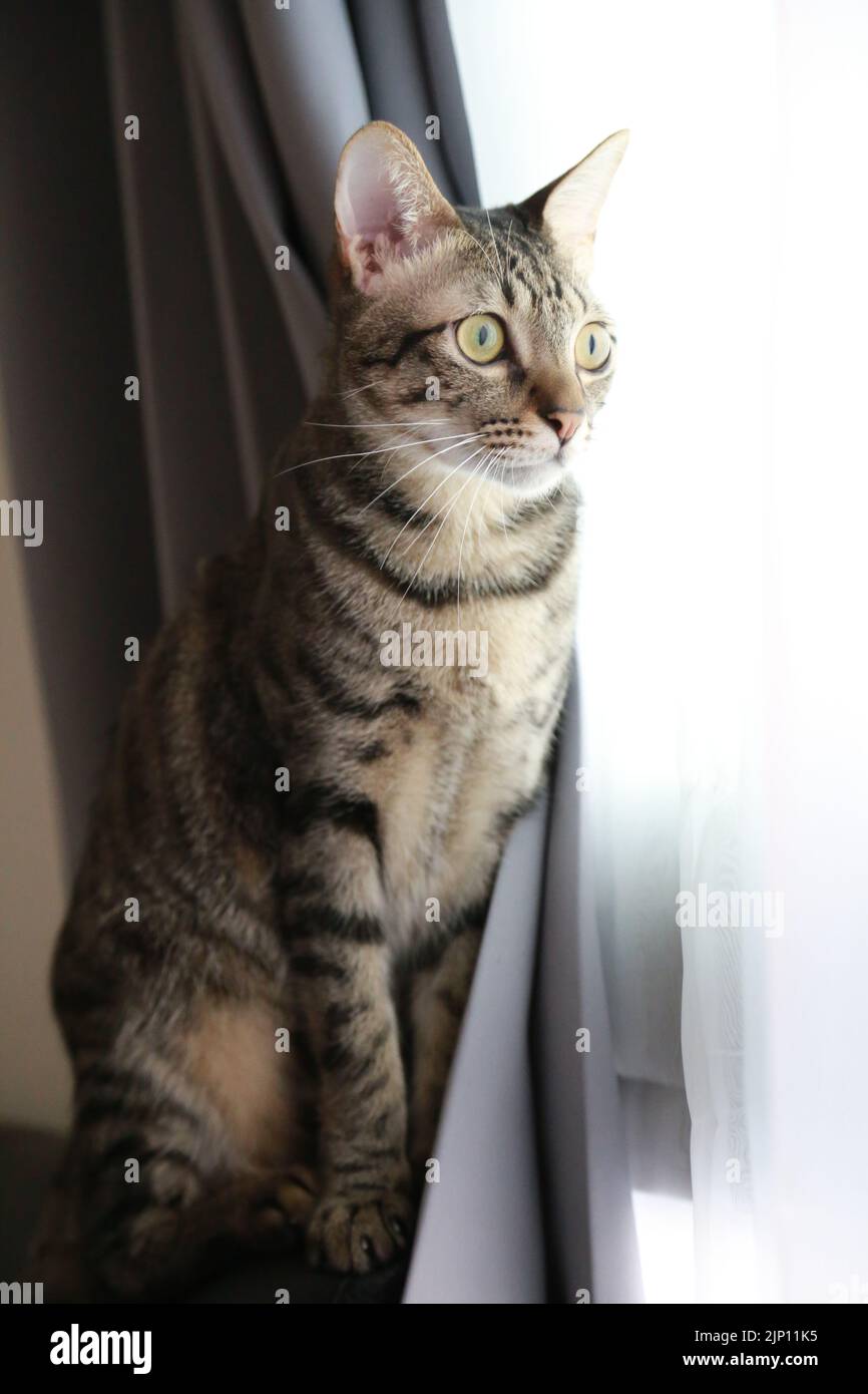 cat,one cat,one sitting cat Stock Photo - Alamy