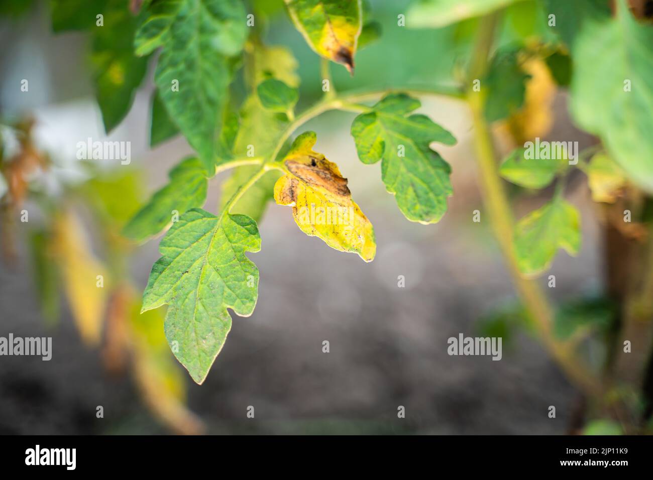 The leaves of a growing tomato are infected with phytophthora close-up ...