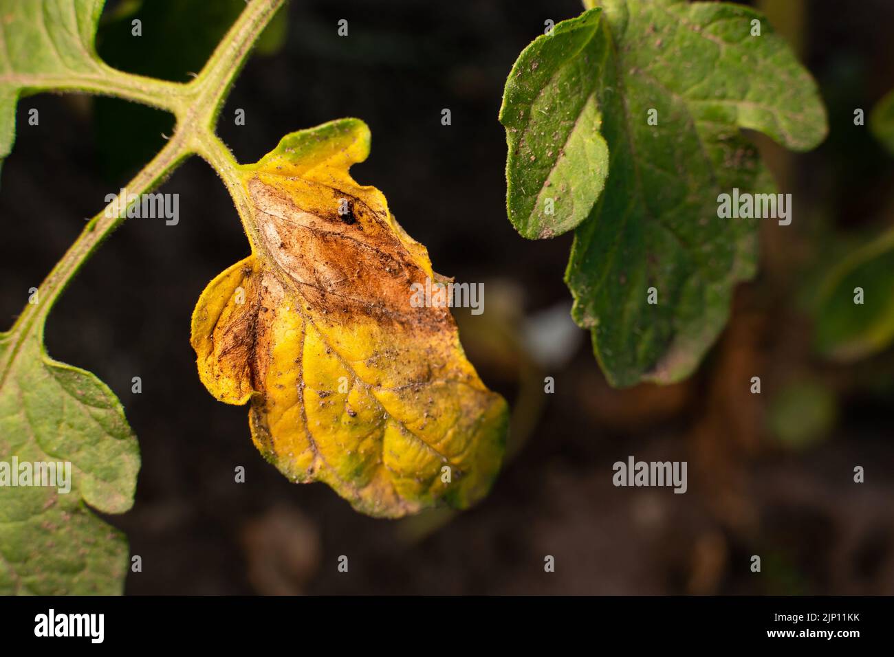 The leaves of a growing tomato are infected with phytophthora close-up ...