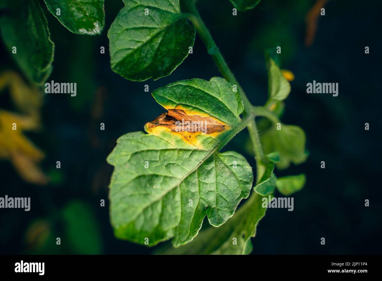 The leaves of a growing tomato are infected with phytophthora close-up ...