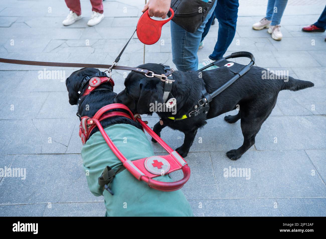 Black Labradors work as guide dogs for blind people Stock Photo - Alamy