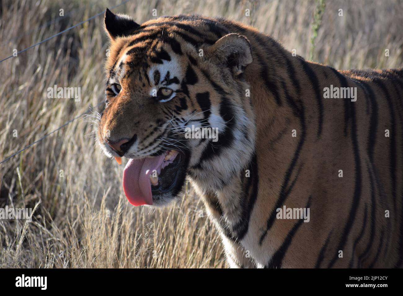 Tigers living, stalking and reproducing in South Africa Stock Photo - Alamy
