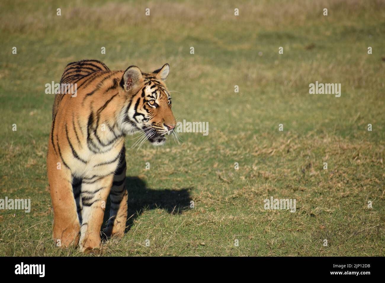Tigers living, stalking and reproducing in South Africa Stock Photo - Alamy