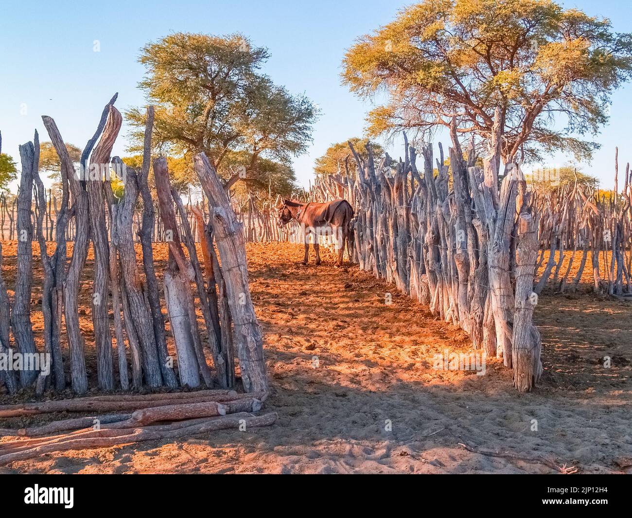 Rustic fences from poles forming stockyards in desert environment in ...