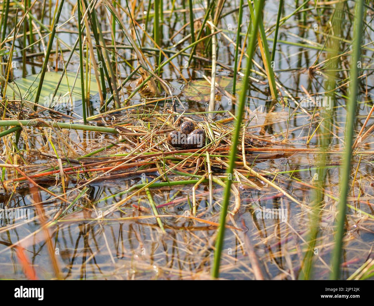 Four jacana birds eggs in floating nest in reeds in Okavango Delta ...