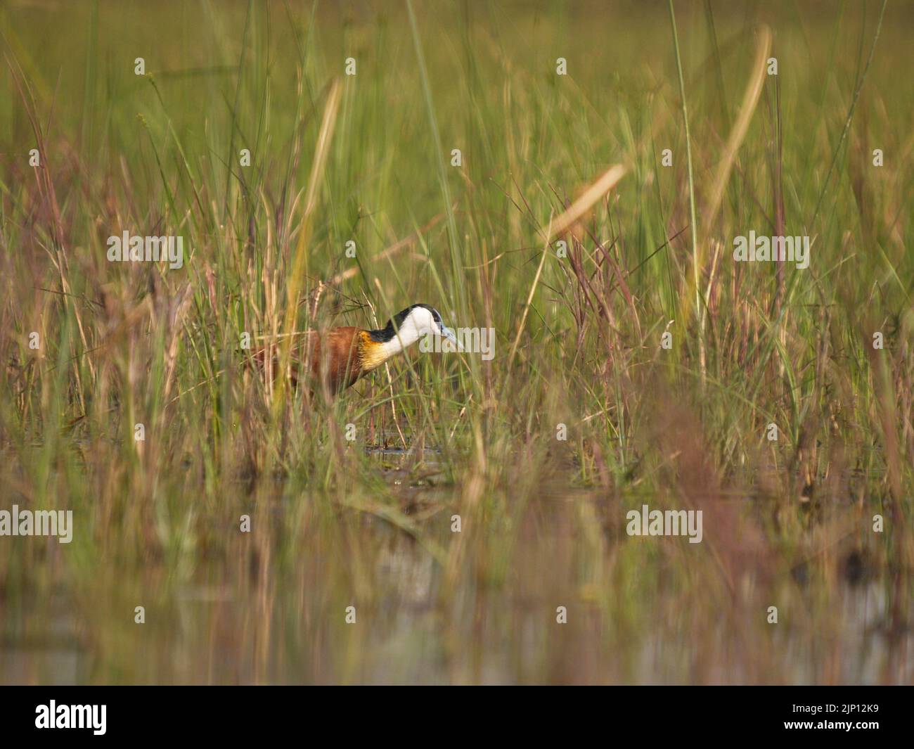 Birding in the okavango hi-res stock photography and images - Alamy