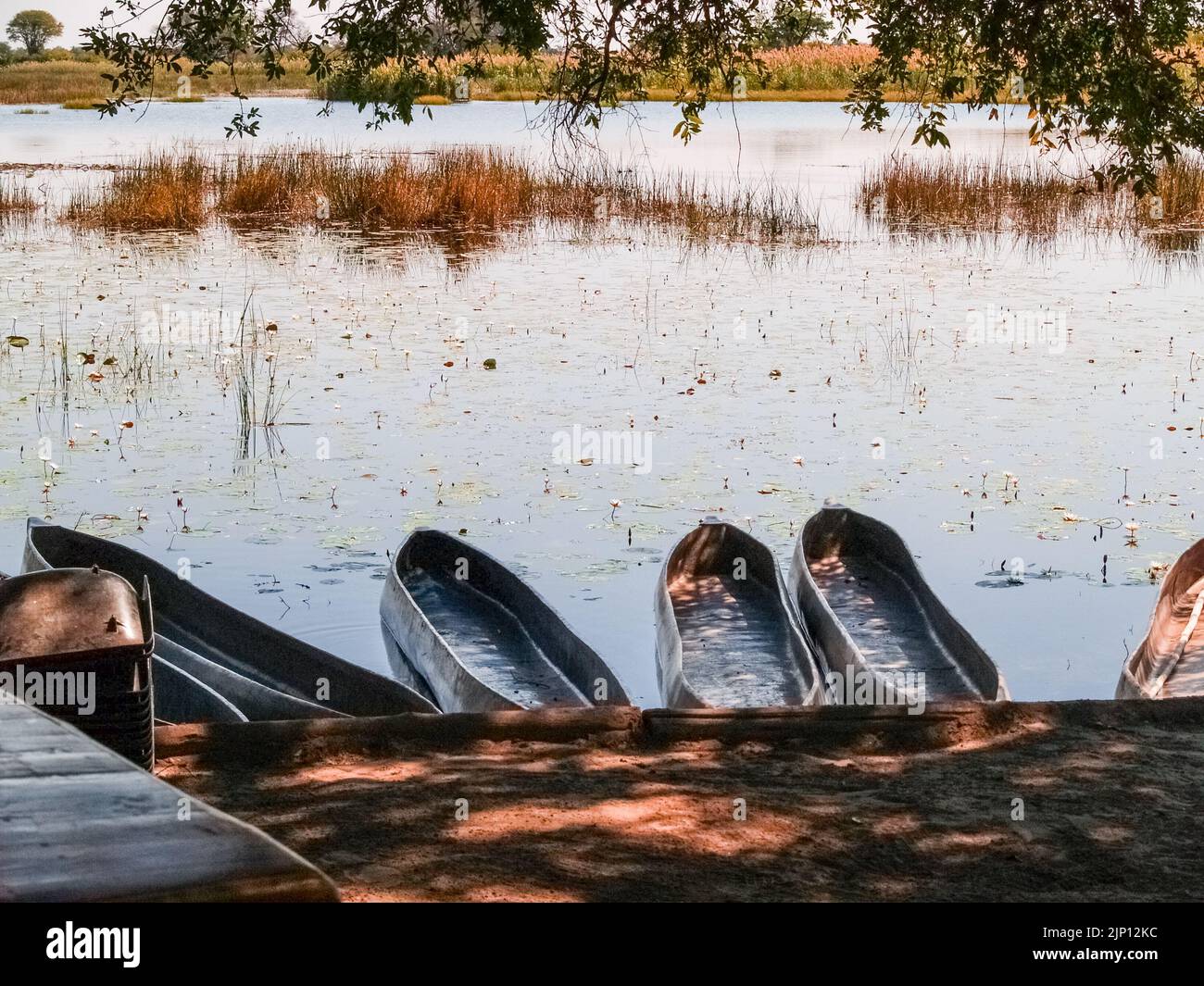 Four traditional canoes lined up along edge of Okavango Delta swamp in ...