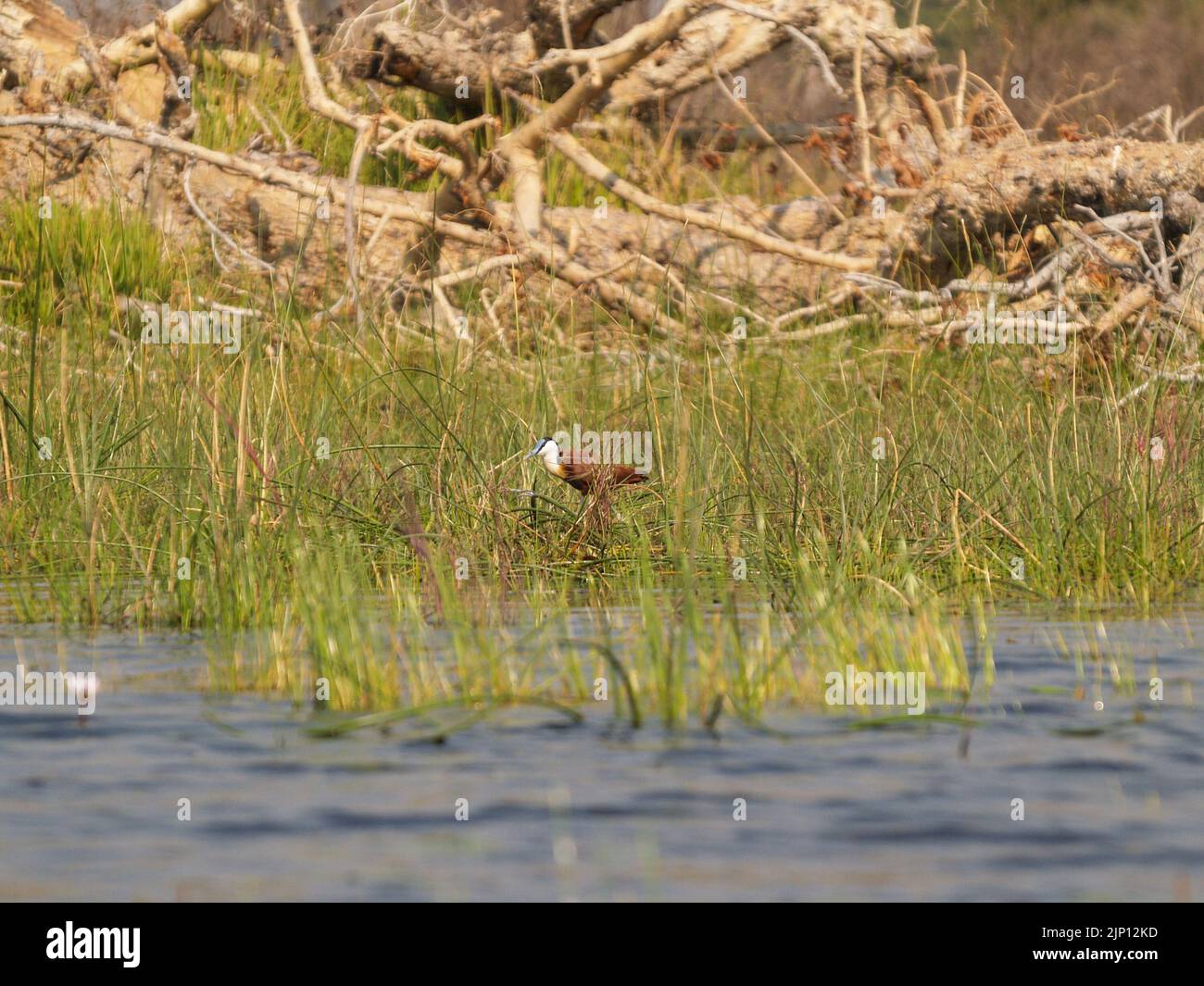 African jacana wading in reeds searching for food in Okavango deltas ...