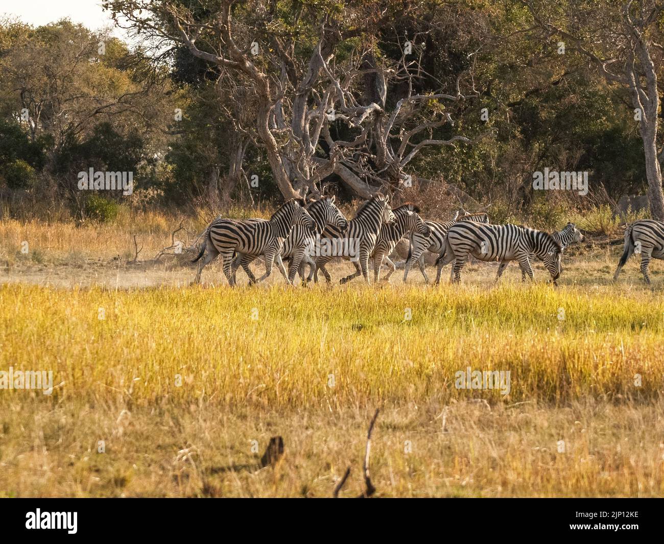 Botswana zebra migration hi-res stock photography and images - Alamy