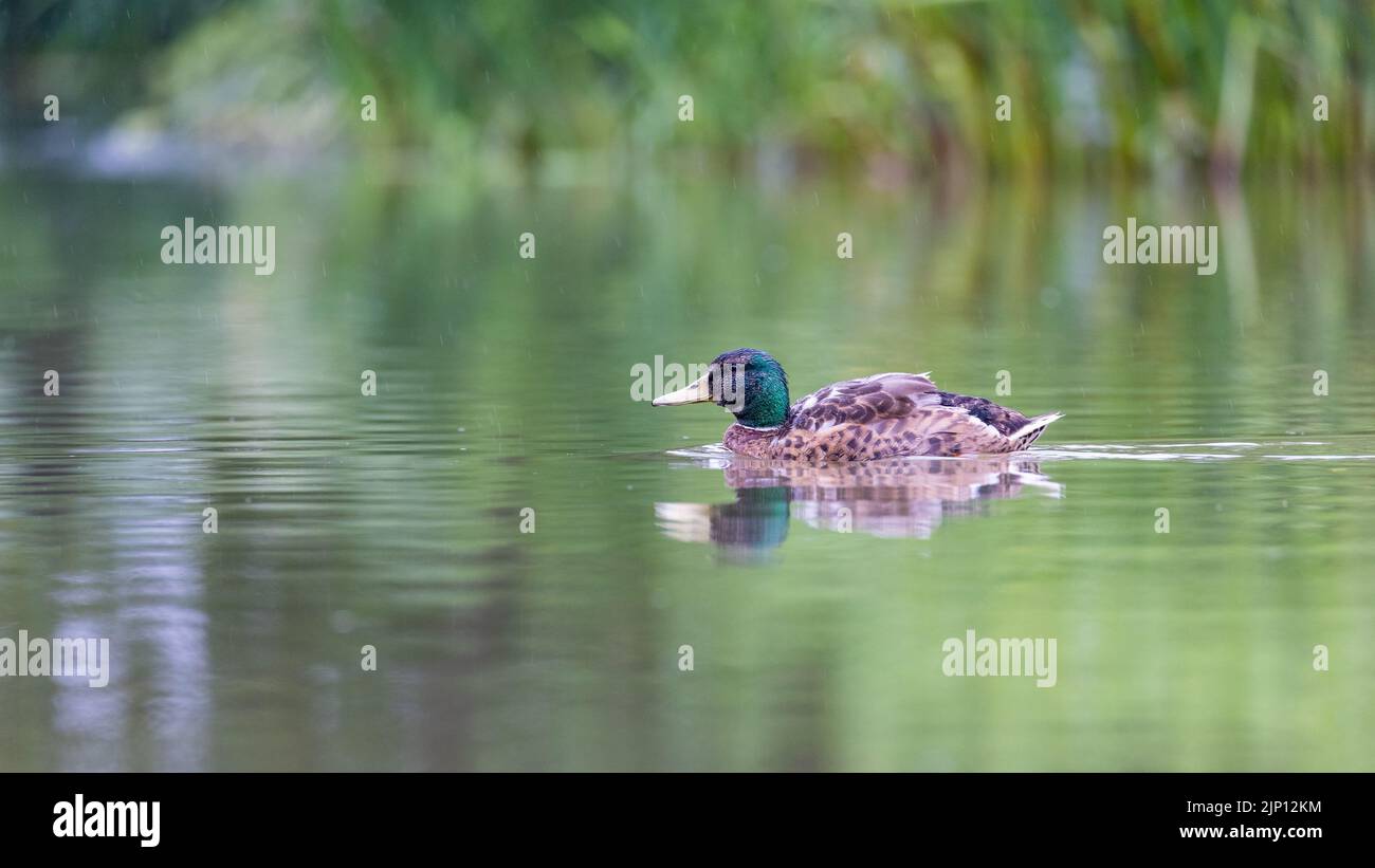 Male Mallard [ Anas platyrhynchos ] on pond with rain falling Stock ...