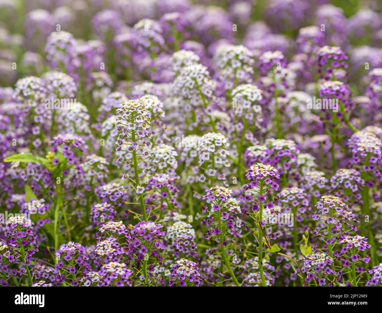Dainty purple and white flowers of Lobularia maritima Alyssum maritimum ...