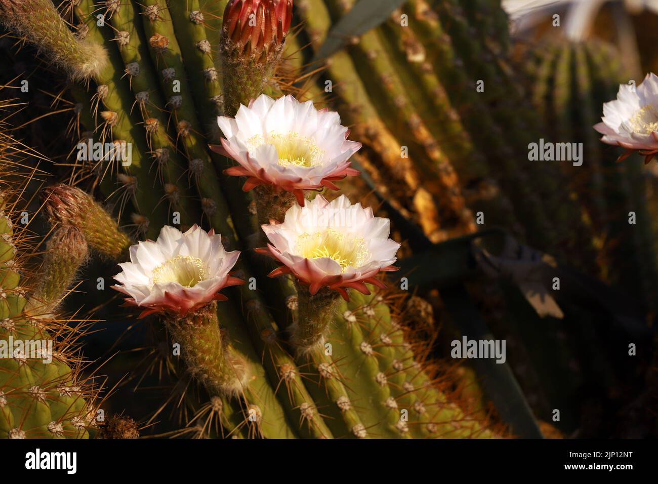 Beautiful flowers of a cactus on the boulevard. Baku. Azerbaijan Stock ...