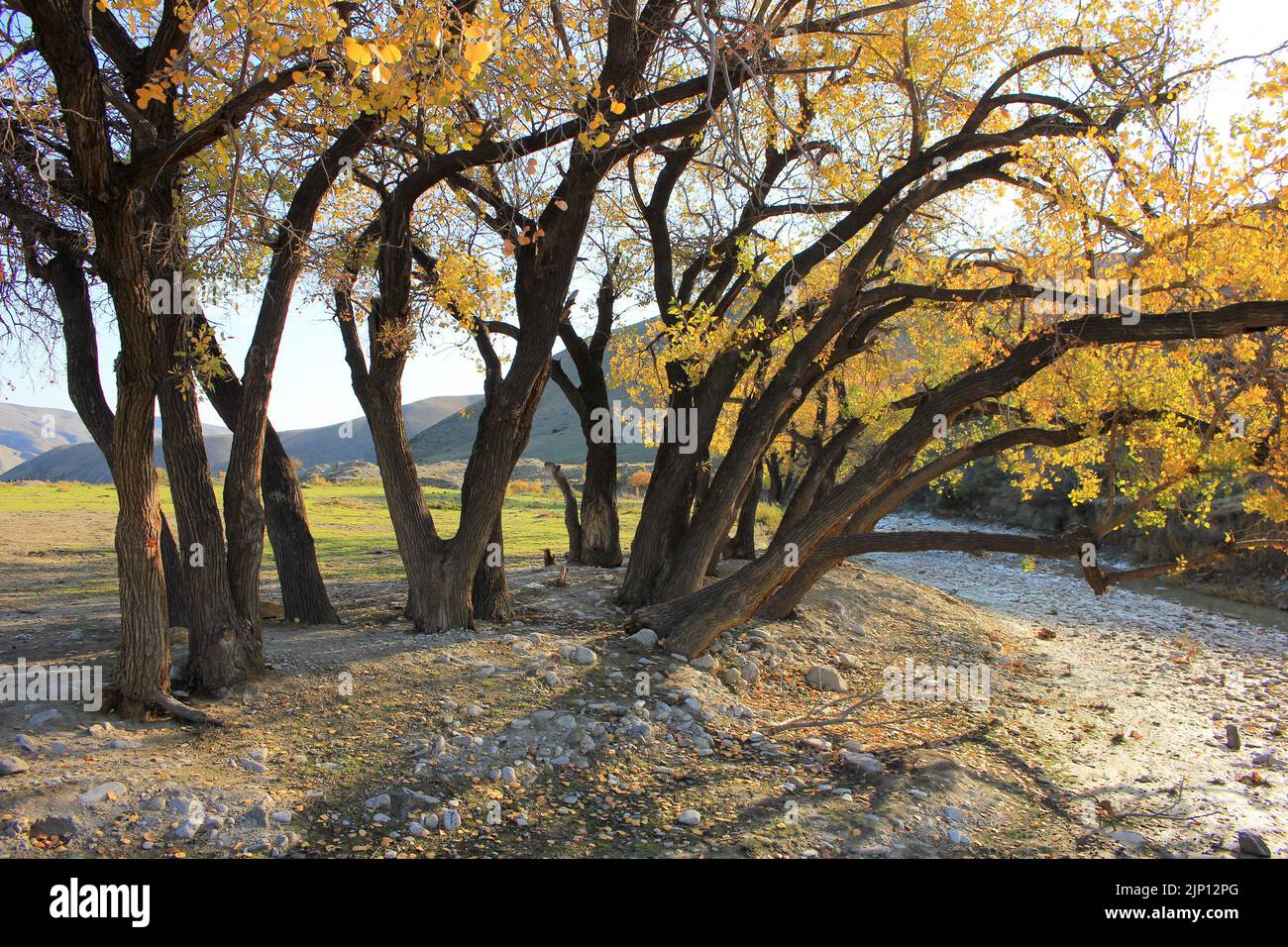 Beautiful yellow trees by the river. Khizi region. Azerbaijan Stock ...