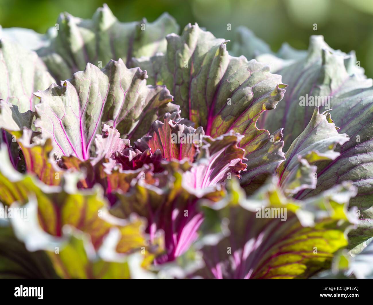 Close up of endless field with green leaves and purple veins of red ...