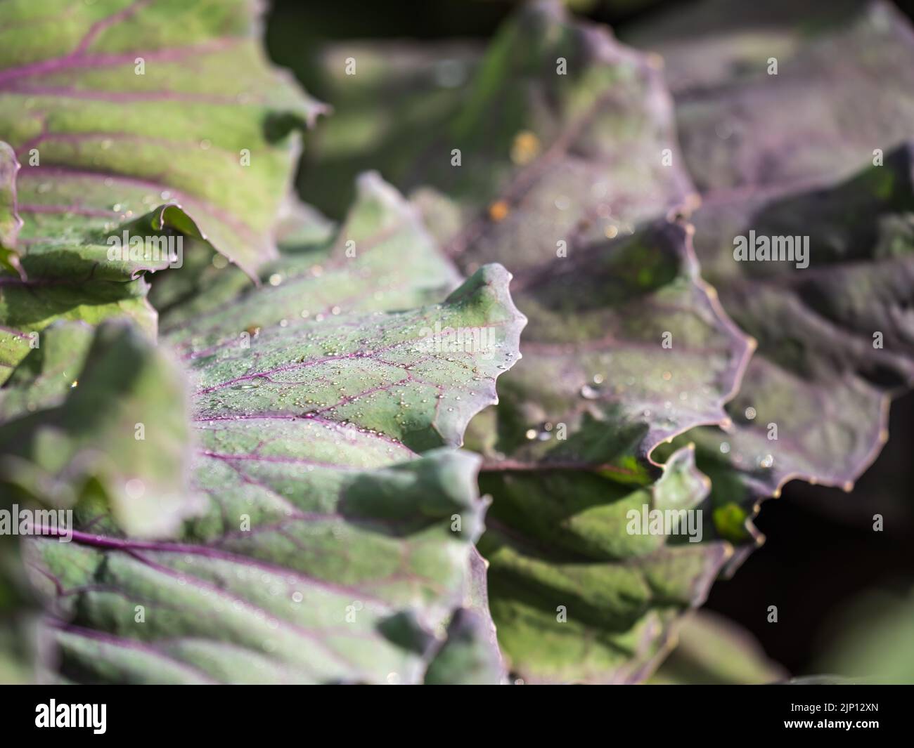 Close up of endless field with green leaves and purple veins of red ...