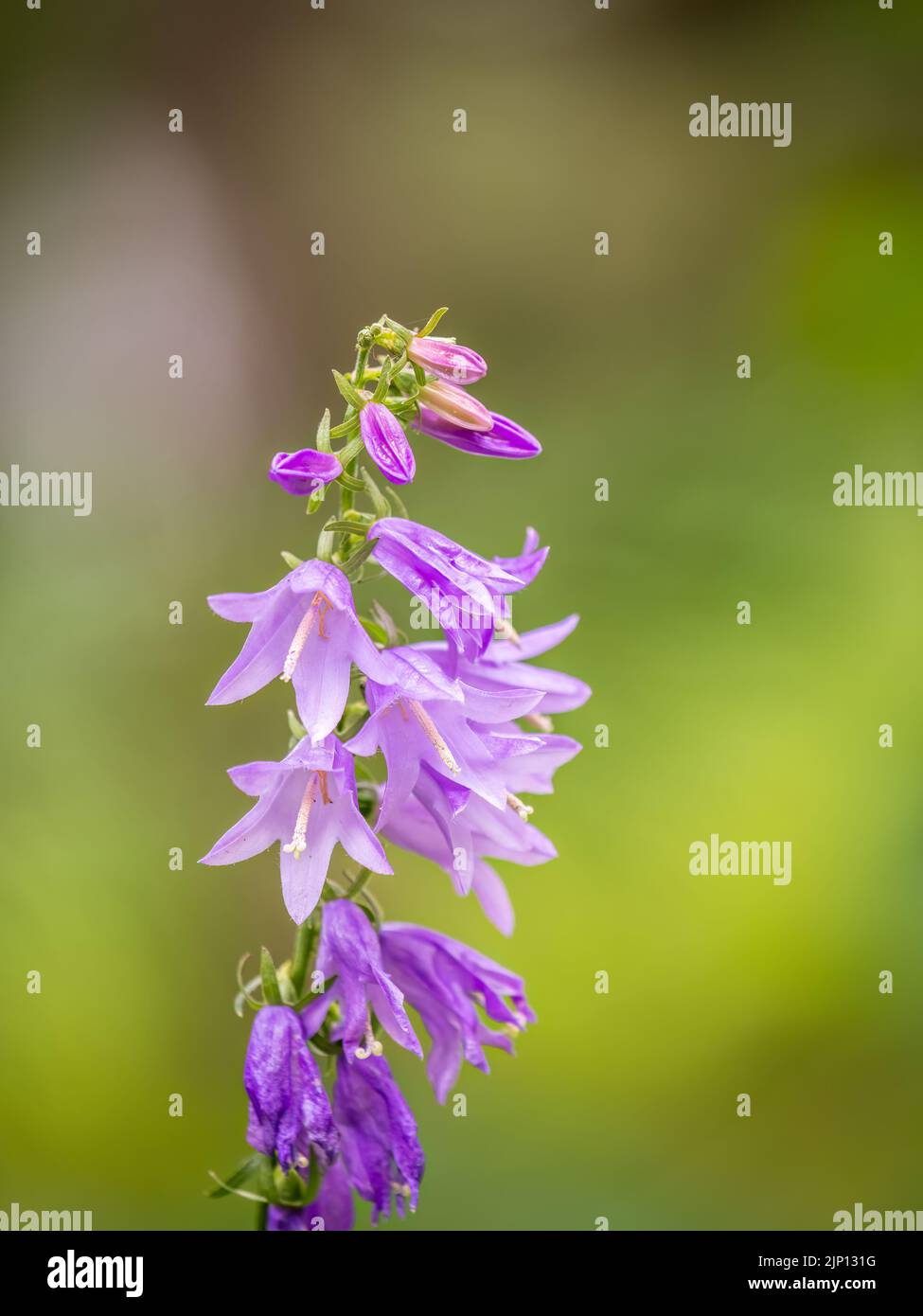 Campanula rapunculoides, creeping bellflower, or rampion bellflower, is ...