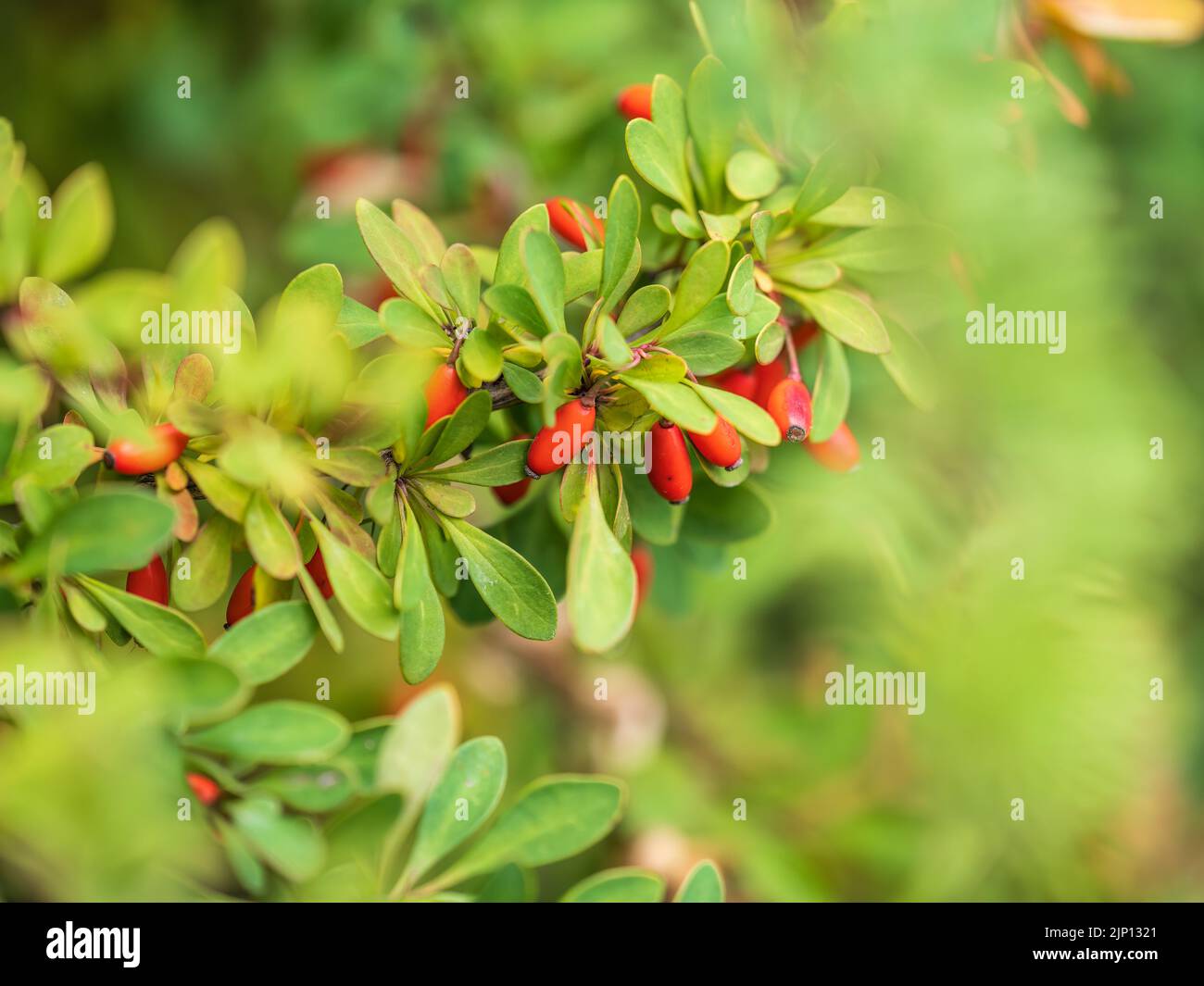 Branches of a barberry Bush with ripe red barberry berries Branches ...