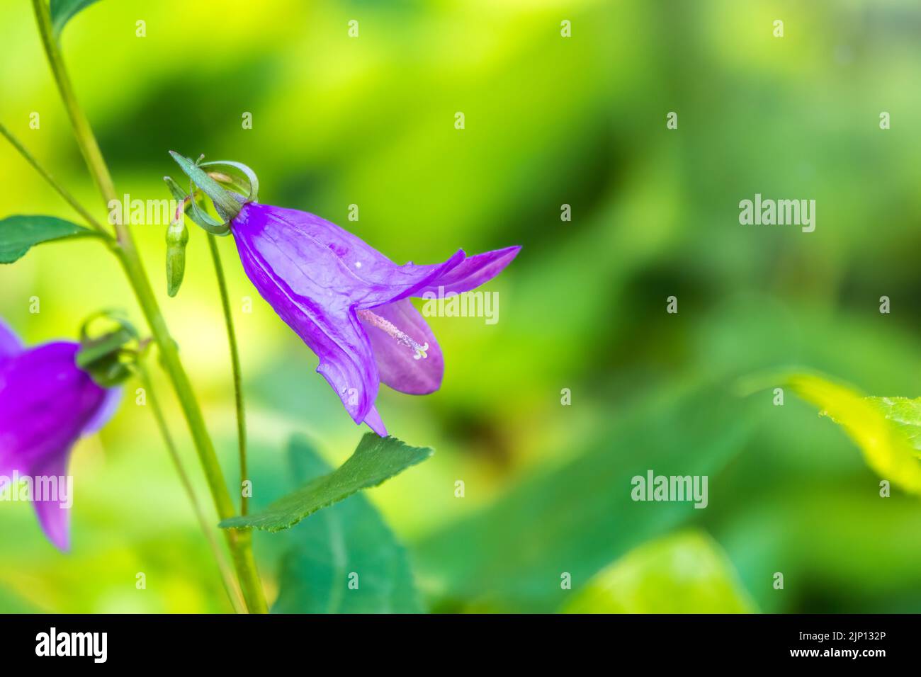 Campanula rapunculoides, creeping bellflower, or rampion bellflower, is ...