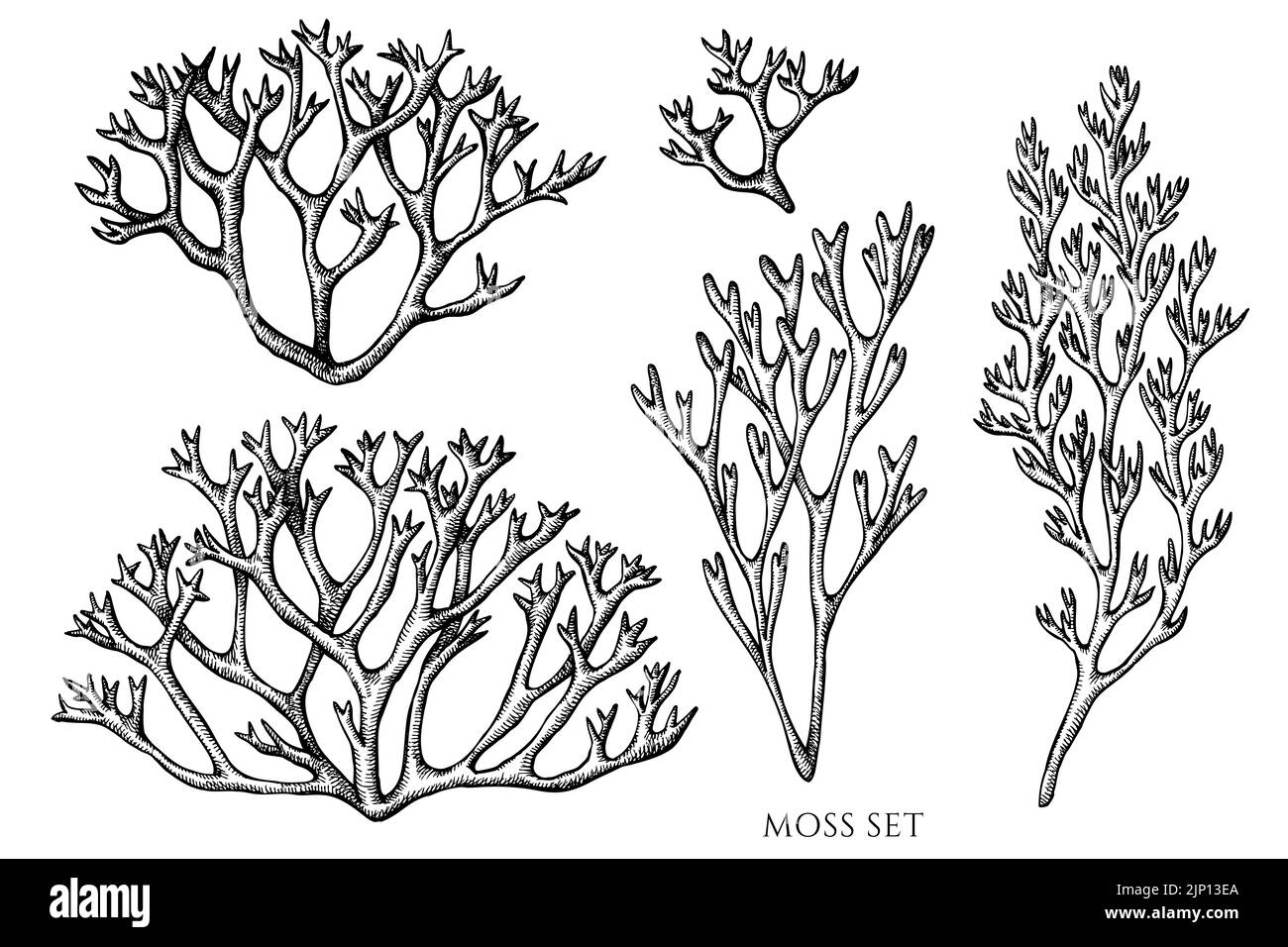 Mysterious forest vintage vector illustrations collection. Black and ...