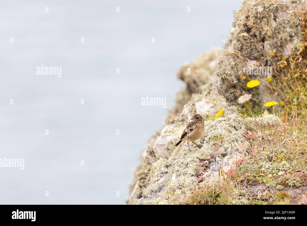 British seashore wildlife hi-res stock photography and images - Alamy