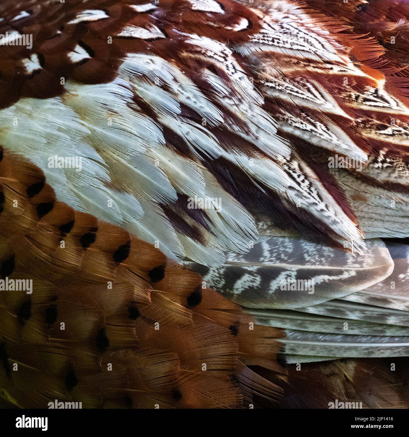 male Pheasant [ Phasianus colchicus ] feather detail close up Stock ...
